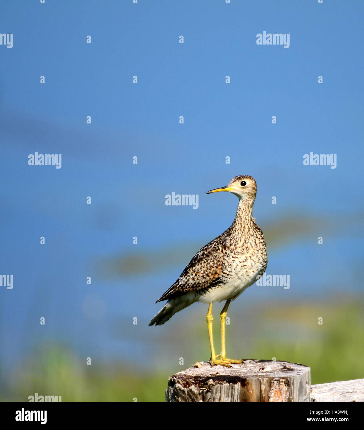 The upland sandpiper, a grassland bird species, inhabits national parks ...