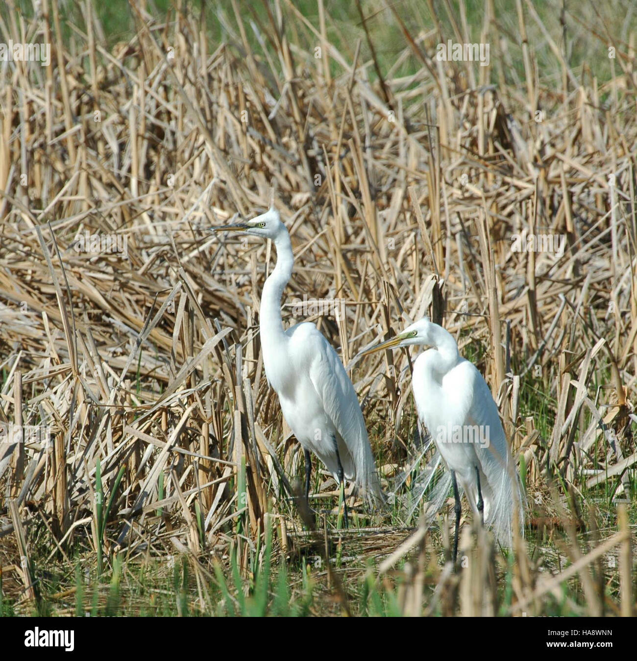 Great egrets are frequently seen in national parks, symbolizing the ...
