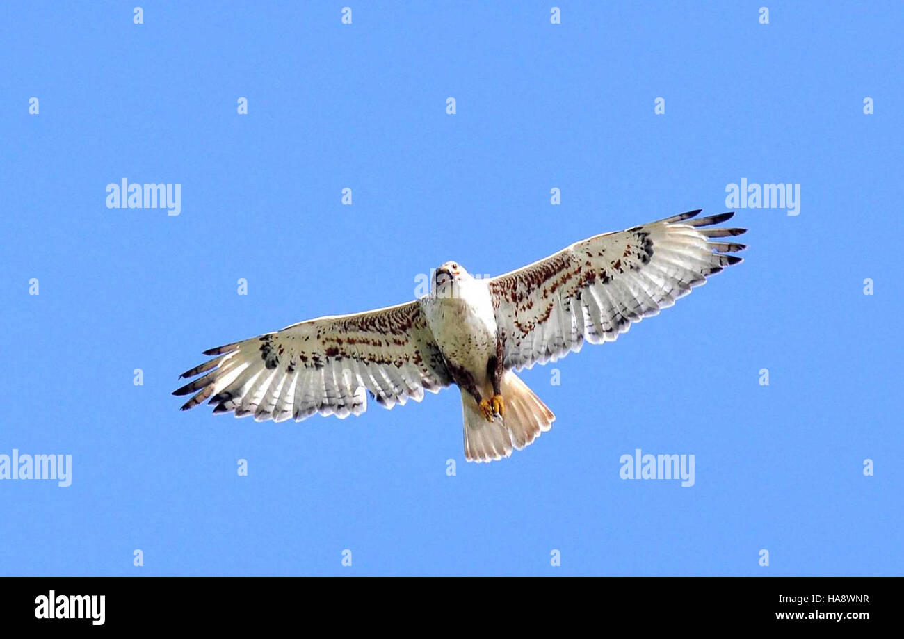 A Ferruginous Hawk in flight over the prairies of a national park ...