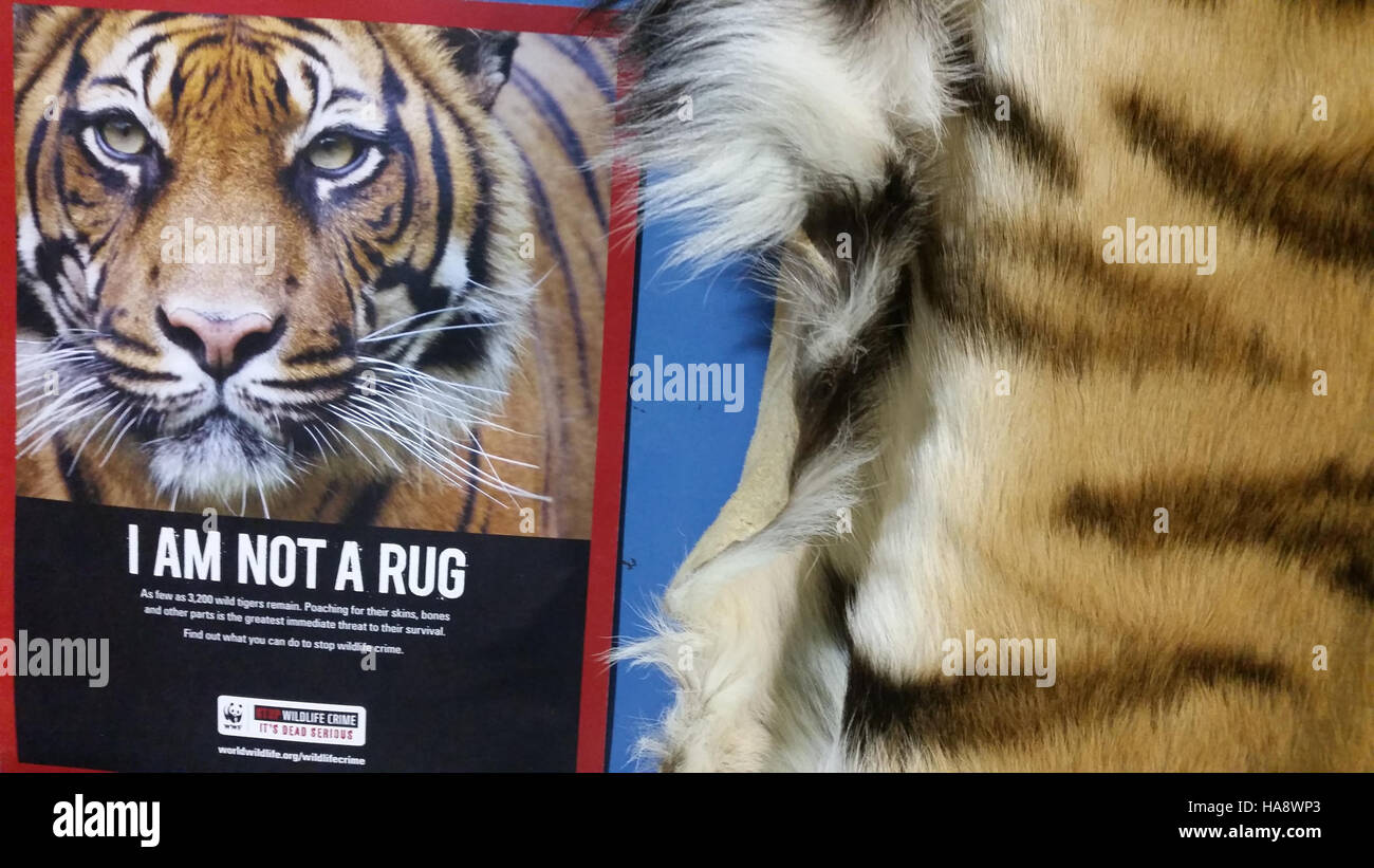 This image depicts the seizure of illegal wildlife property at a ...