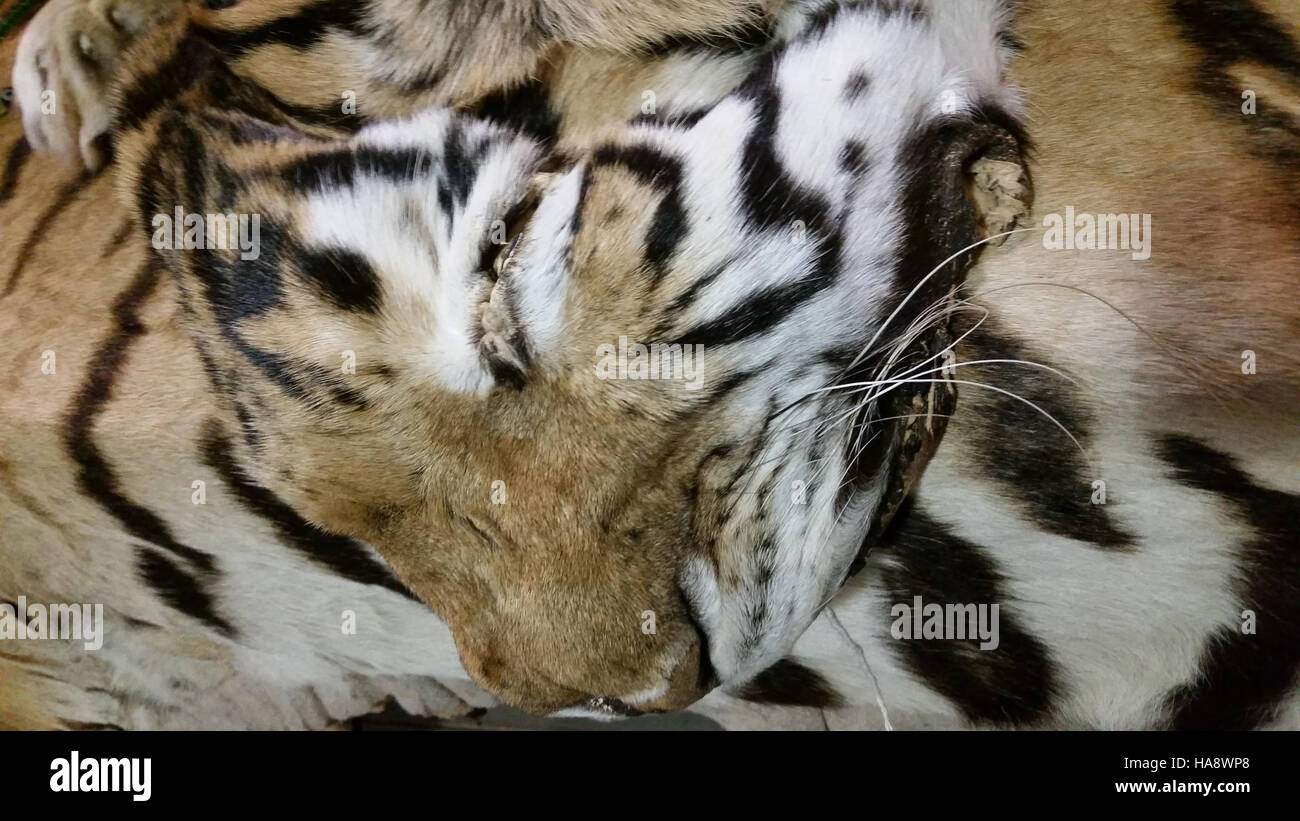 Prevent illegal wildlife trafficking hi-res stock photography and ...