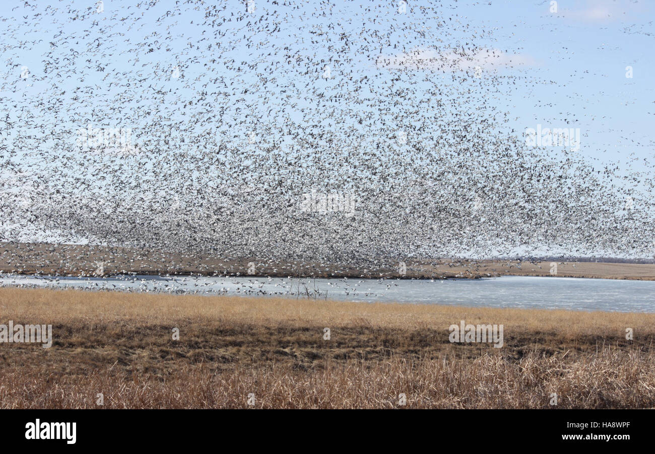 Large gathering snow geese hi-res stock photography and images - Alamy