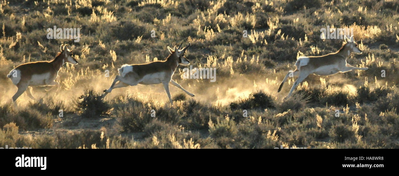 A pronghorn herd is seen running through a national park, showcasing ...