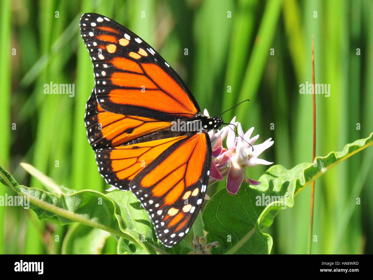 This image shows a monarch butterfly feeding on showy milkweed at ...