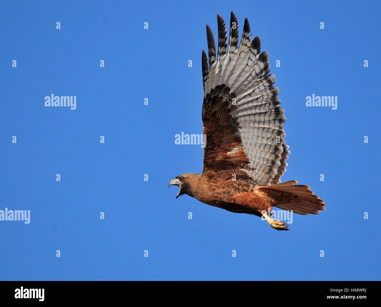 A rufous morph Red-Tailed Hawk spotted at Seedskadee National Wildlife ...