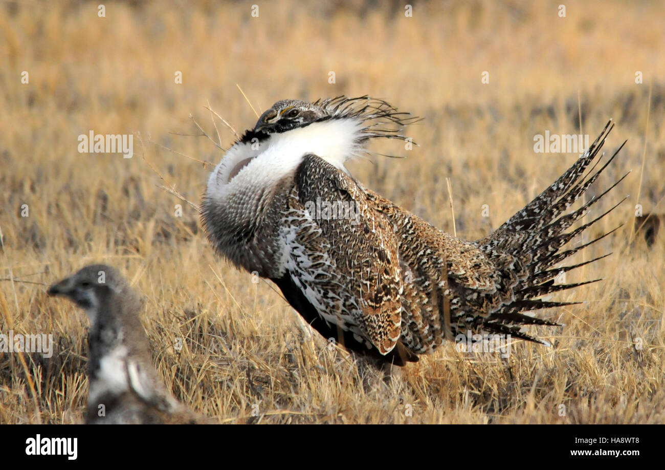 The Greater Sage-Grouse is a key species at Seedskadee National ...