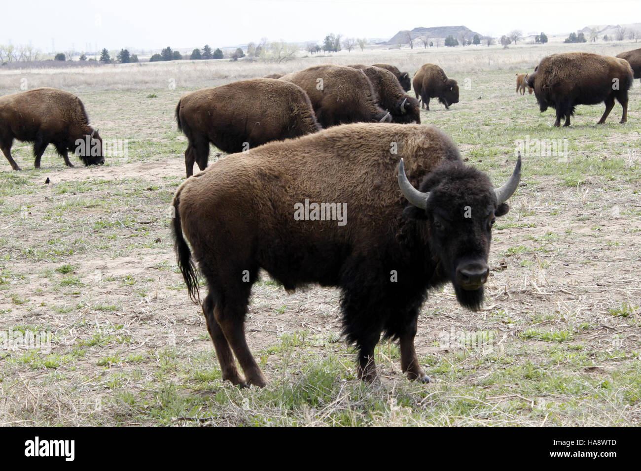 A bison at the Arsenal National Park showcases the importance of ...
