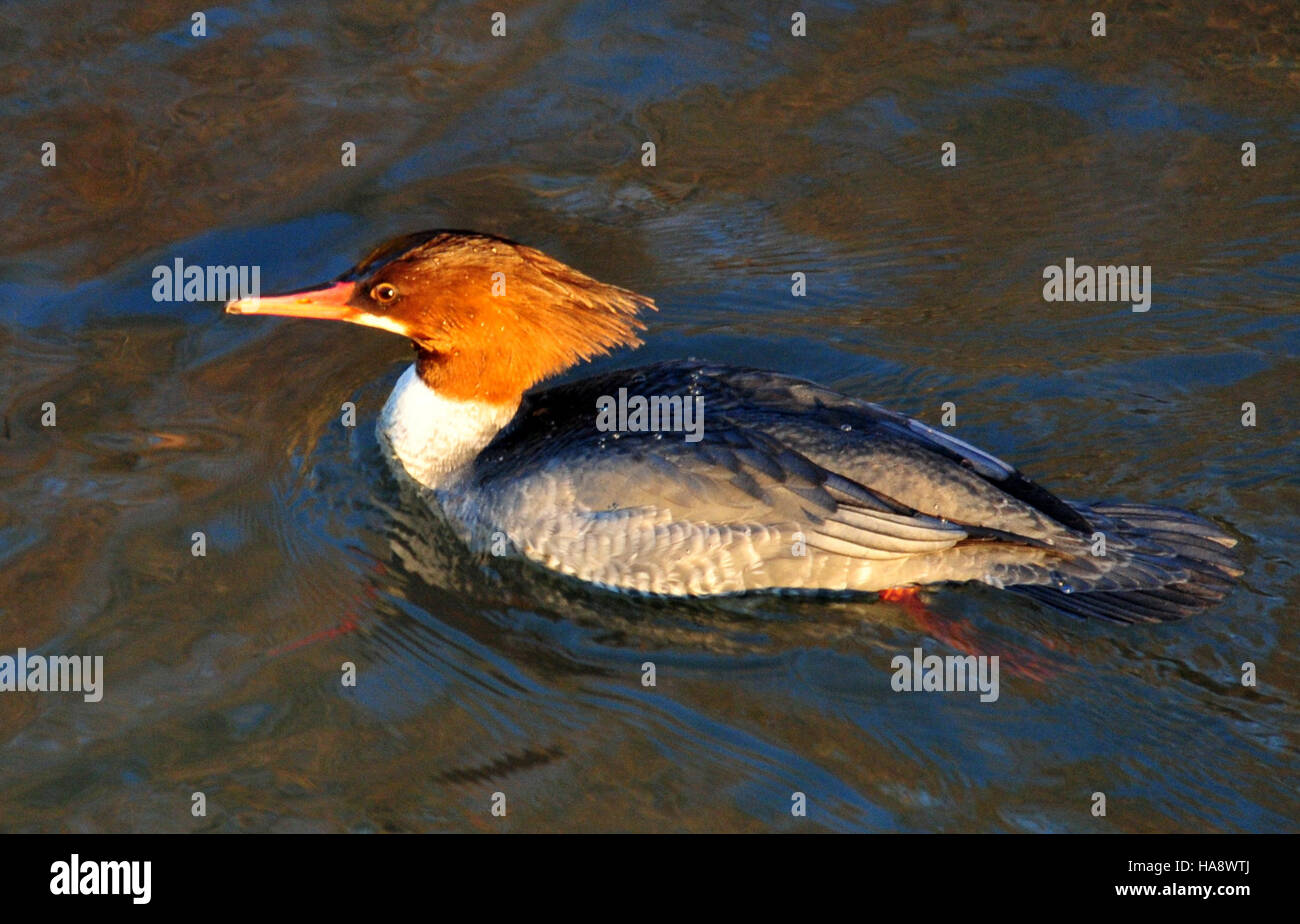 usfwsmtnprairie 16631760196 Common Merganser Seedskadee NWR Stock Photo ...