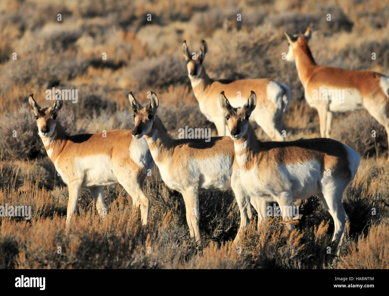 A Pronghorn antelope in a national park, illustrating the species ...