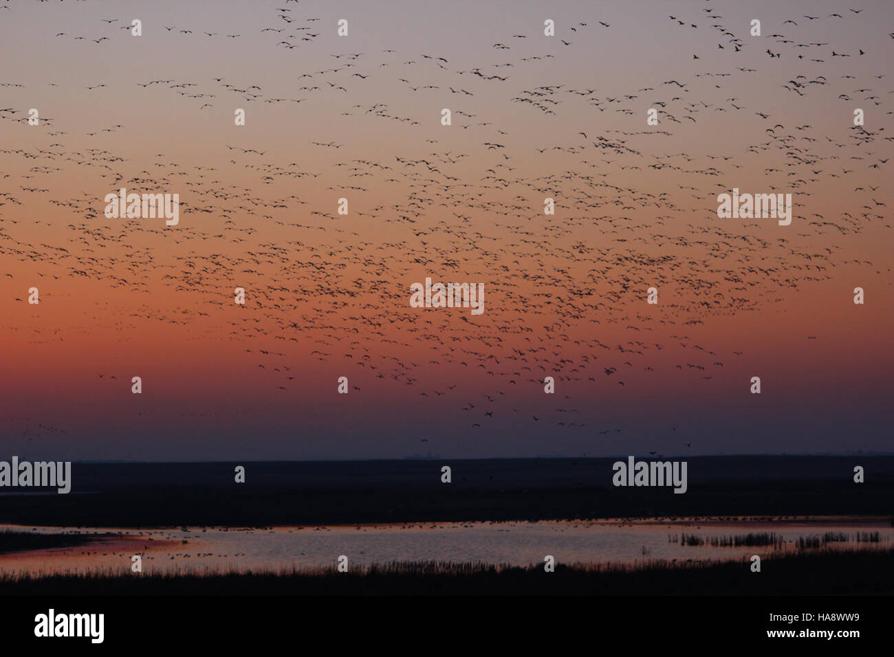 This photograph depicts a large flock of snow geese migrating across a ...
