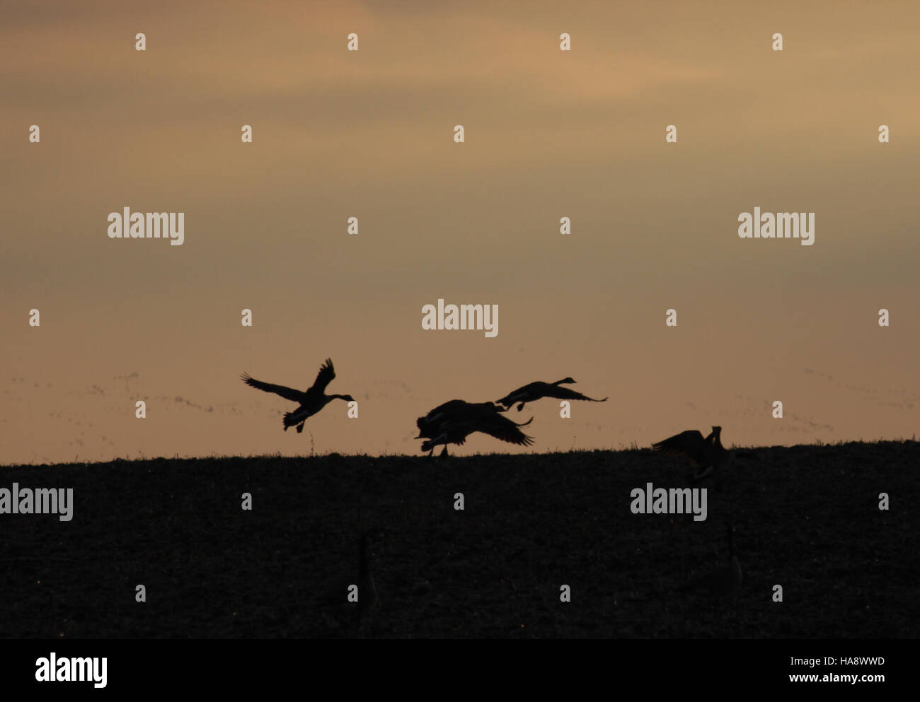 Canada Geese landing in a U.S. national park during migration highlight ...