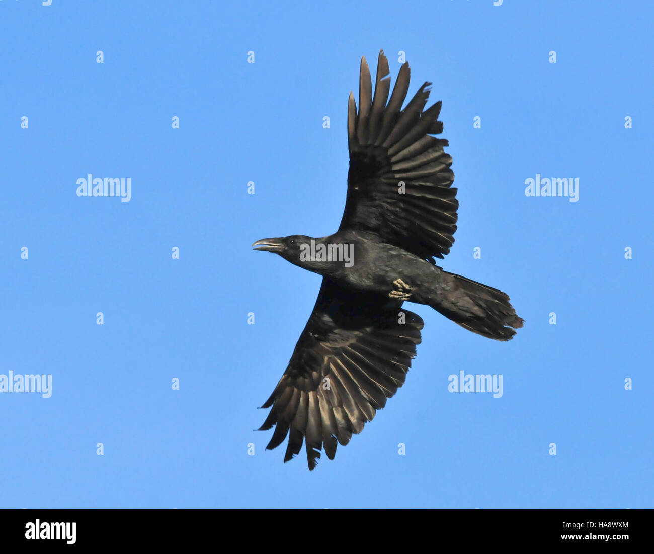 A Common Raven is observed on the Seedskadee National Wildlife Refuge ...