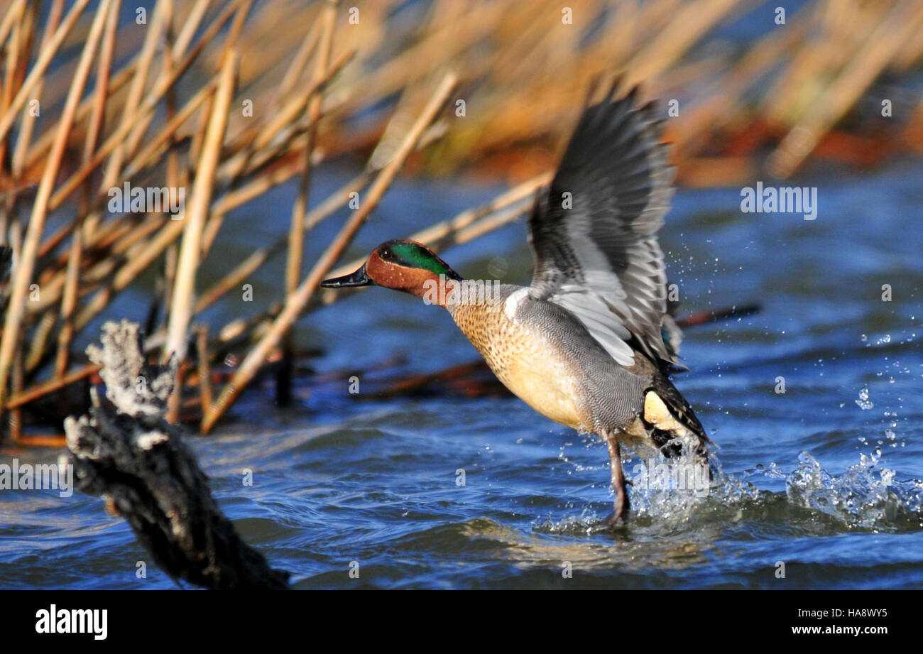 usfwsmtnprairie 16766901407 Green-Winged Teal Seedskadee NWR Stock ...