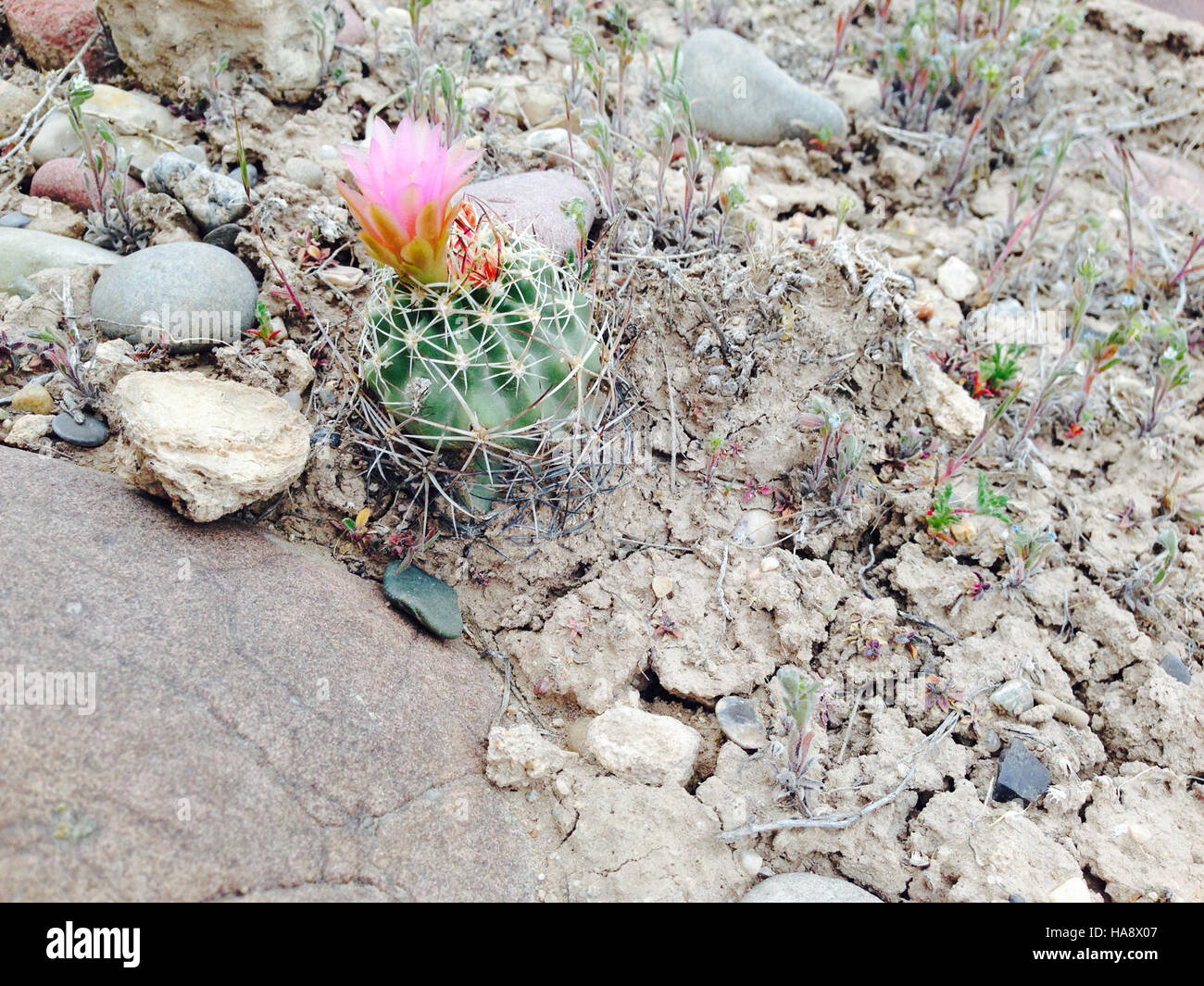 Sclerocactus wetlandicus hi-res stock photography and images - Alamy