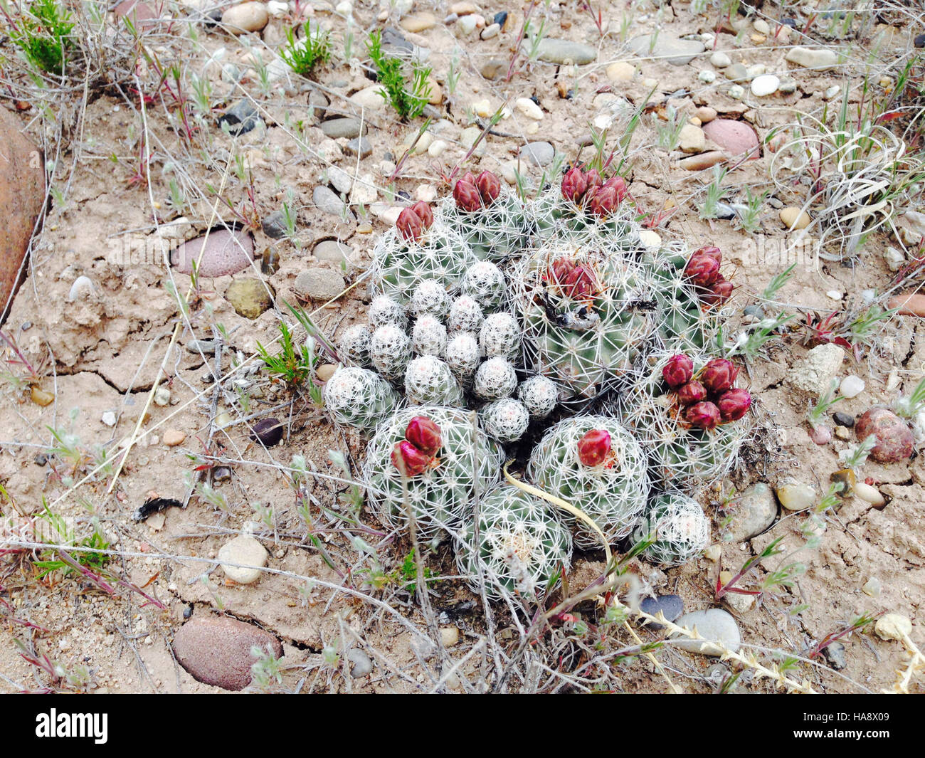usfwsmtnprairie 16795787698 Uinta Basin Hookless Cactus (Sclerocatus ...
