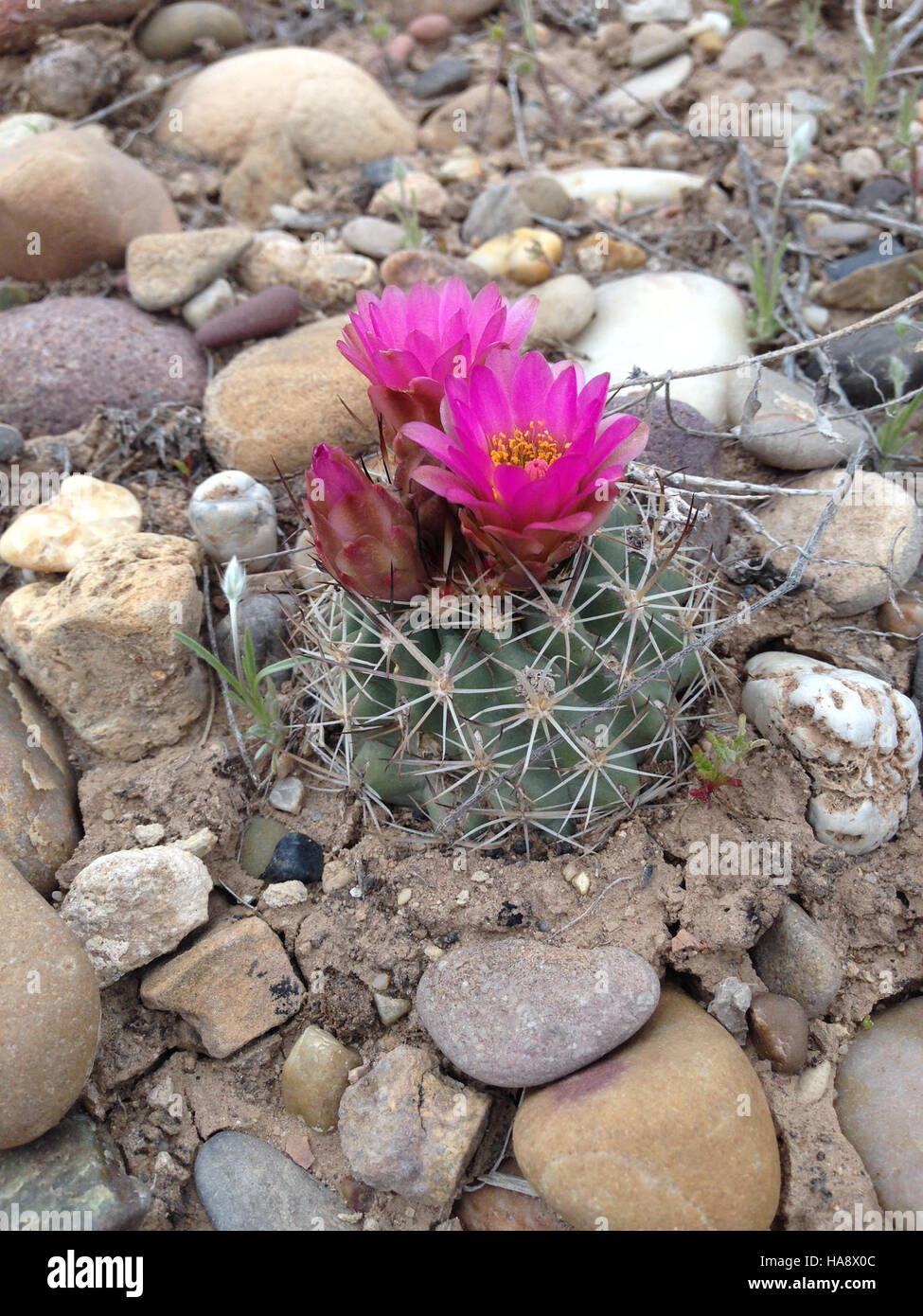usfwsmtnprairie 16795787778 Uinta Basin Hookless Cactus (Sclerocatus ...