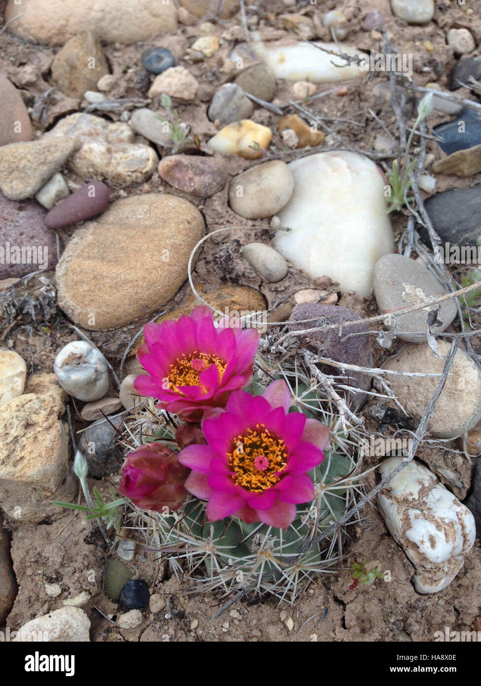 usfwsmtnprairie 16797323789 Uinta Basin Hookless Cactus (Sclerocatus ...
