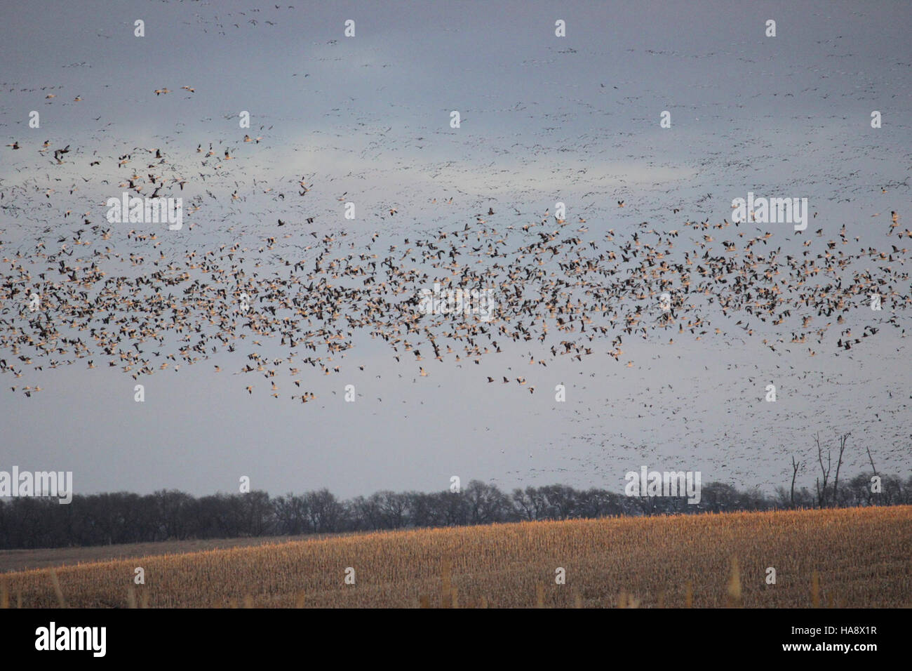 Snow Geese migrate through various protected areas, including national ...