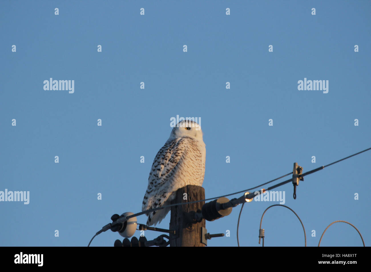 A Snowy Owl perches in a national park, surveying its surroundings. The ...