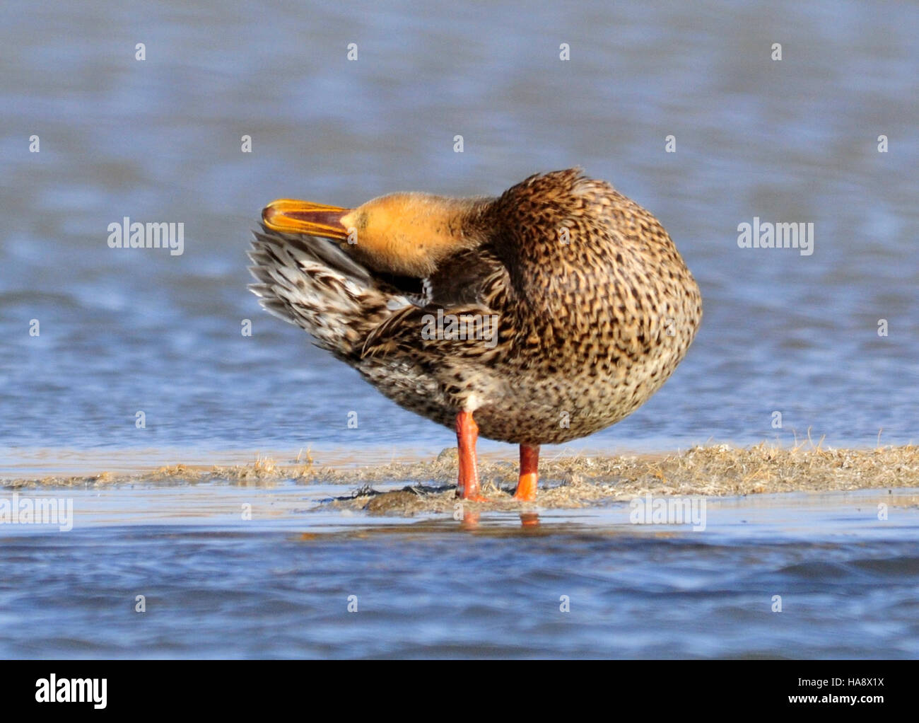 Mallard water trails hi-res stock photography and images - Alamy