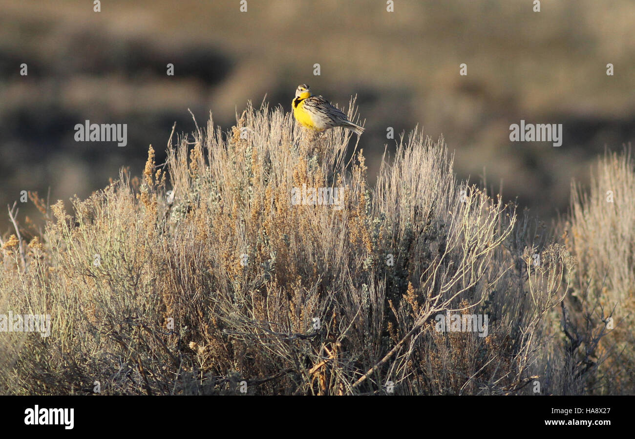 The Western Meadowlark, often seen in National Parks, is known for its ...