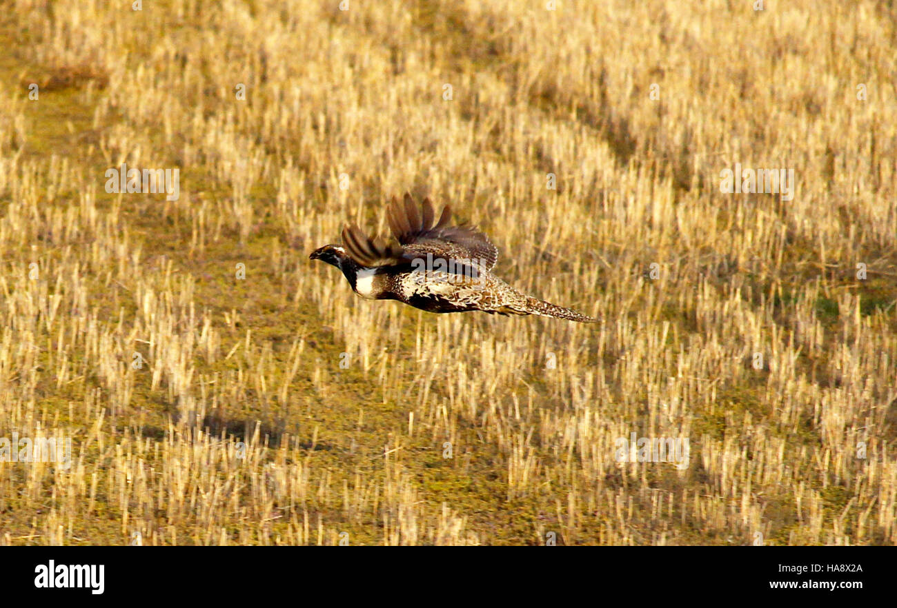 The Colorado sage-grouse, captured in mid-flight, is a species known ...