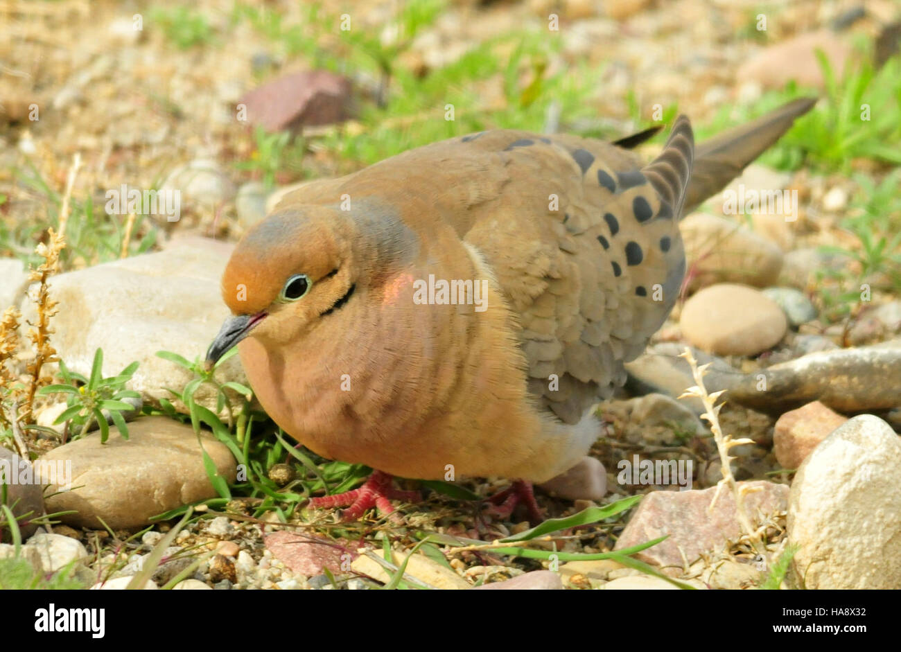 A male Mourning Dove is seen at Seedskadee National Wildlife Refuge ...