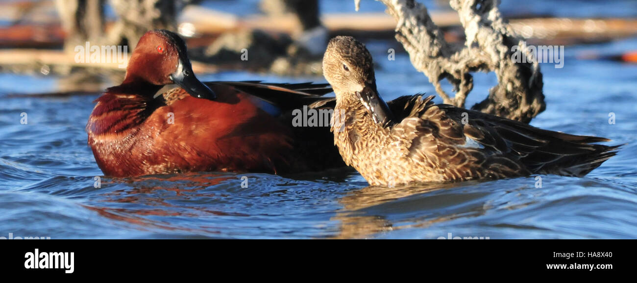 The Cinnamon Teal, a striking species of duck, is observed at ...