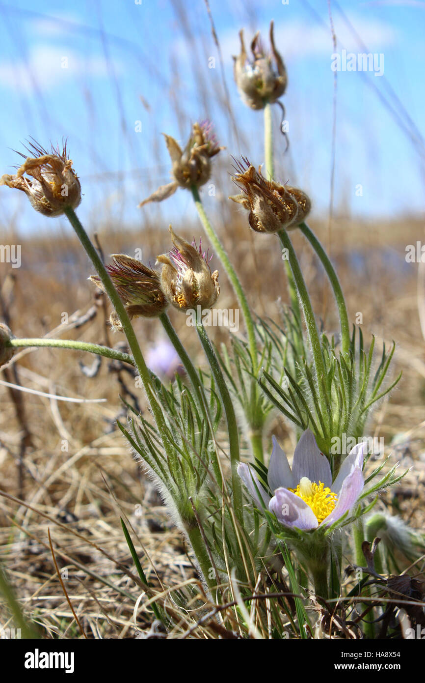 The fading Pasque Flower, captured in a national park, reflects the ...