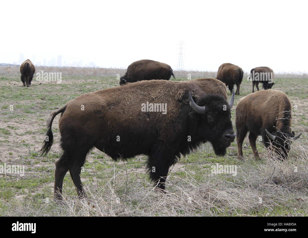 Bison graze at the Arsenal, part of a national park that preserves the ...