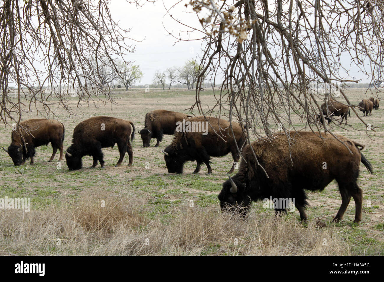 Bison at the Arsenal National Park are part of a conservation effort ...