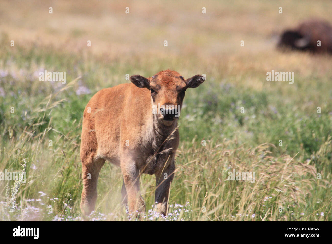 The image features Red Dogs, the term used for young bison, at a ...