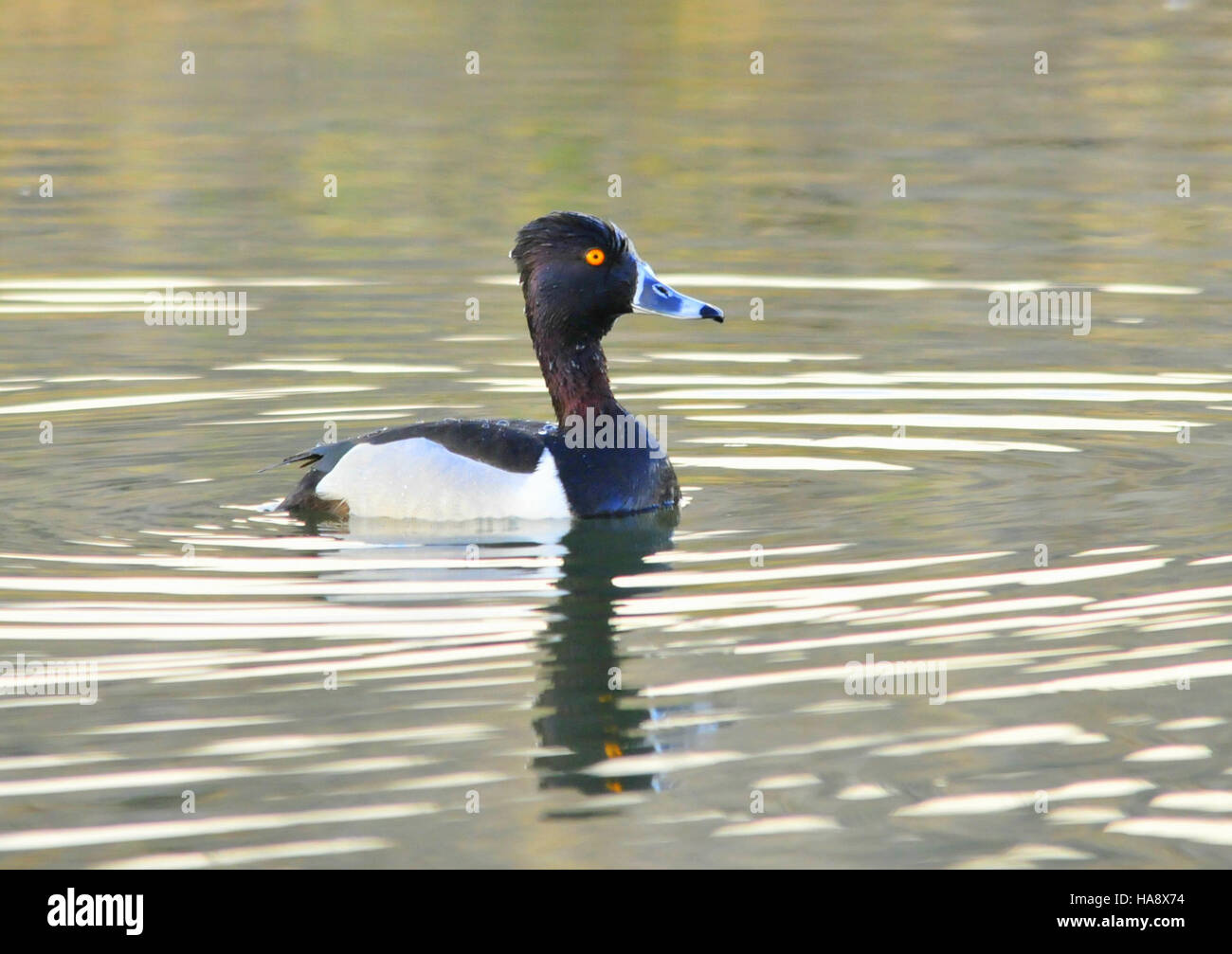A Ring-Necked Duck spotted at Seedskadee National Wildlife Refuge, an ...