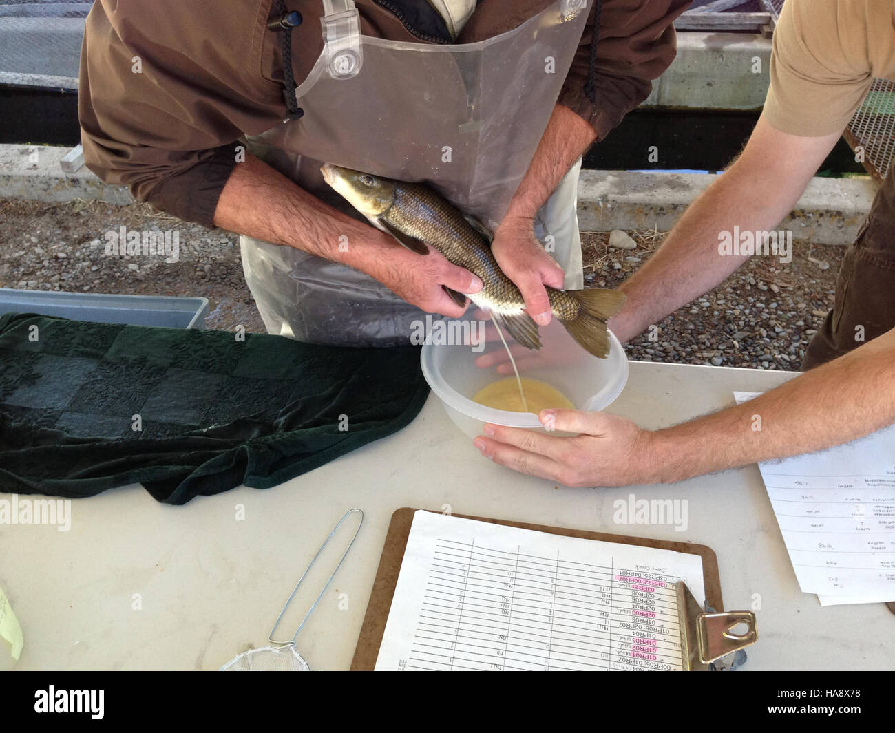 The June Sucker Hatchery is a critical site for artificial spawning ...