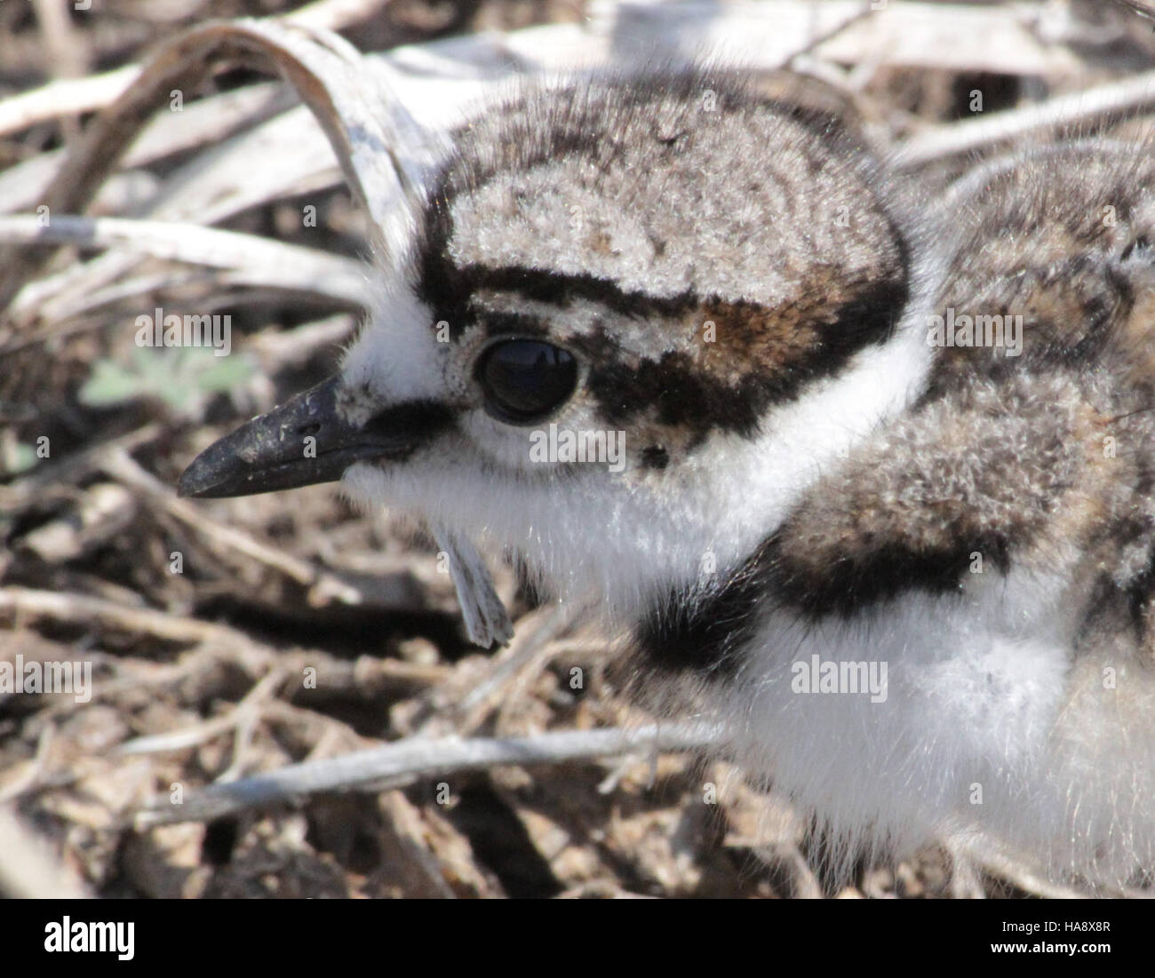A Killdeer bird is observed in a U.S. National Park, where its ...