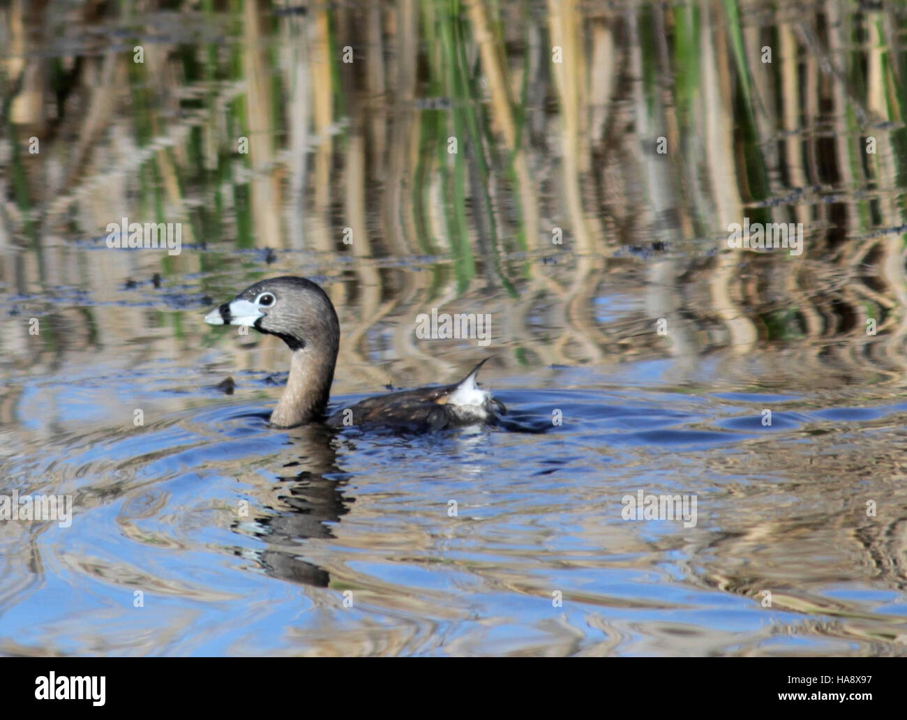 The Pied-billed Grebe, a small waterbird, is commonly found in wetlands ...