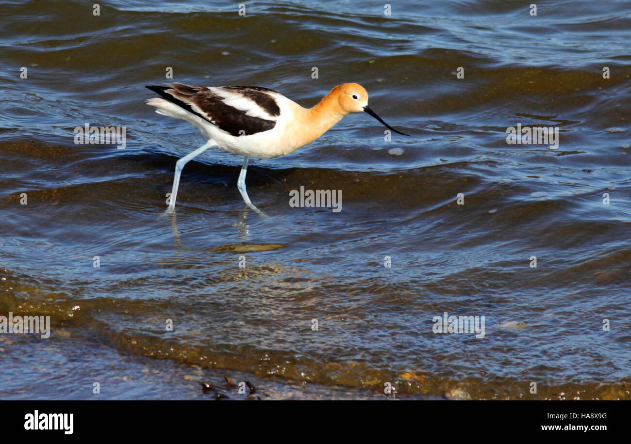 The American Avocet, a striking wader bird, can be found in national ...