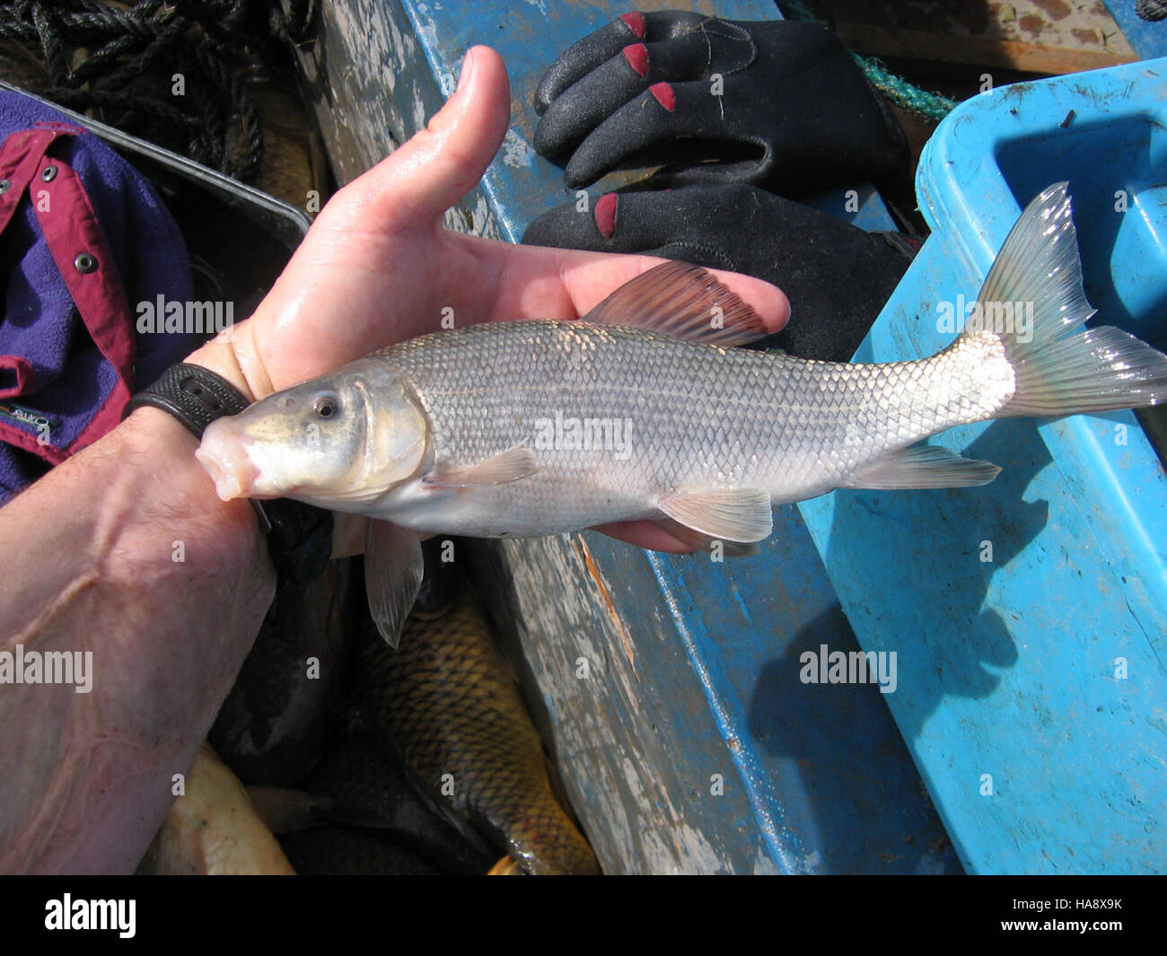 The June Sucker Recovery Implementation Program is a conservation ...