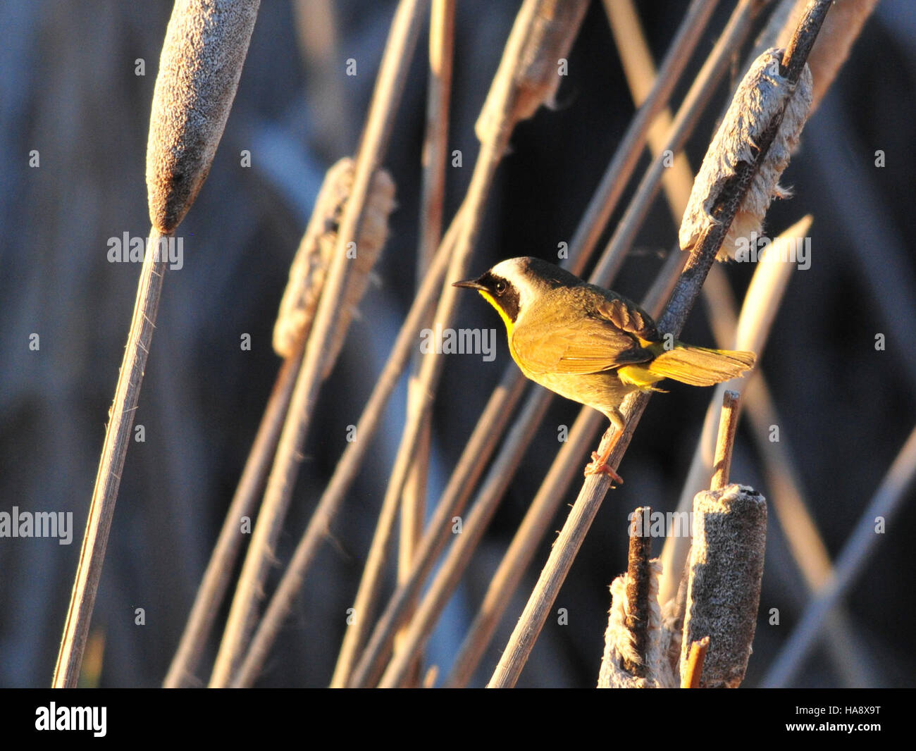 A Common Yellowthroat, a small warbler species, spotted in the ...