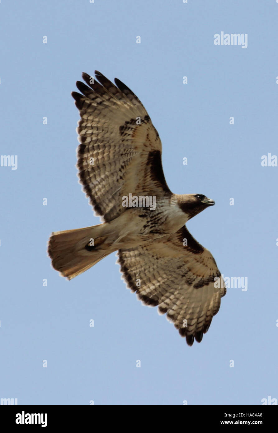 The Red-tailed Hawk is a common raptor in national parks, known for its ...
