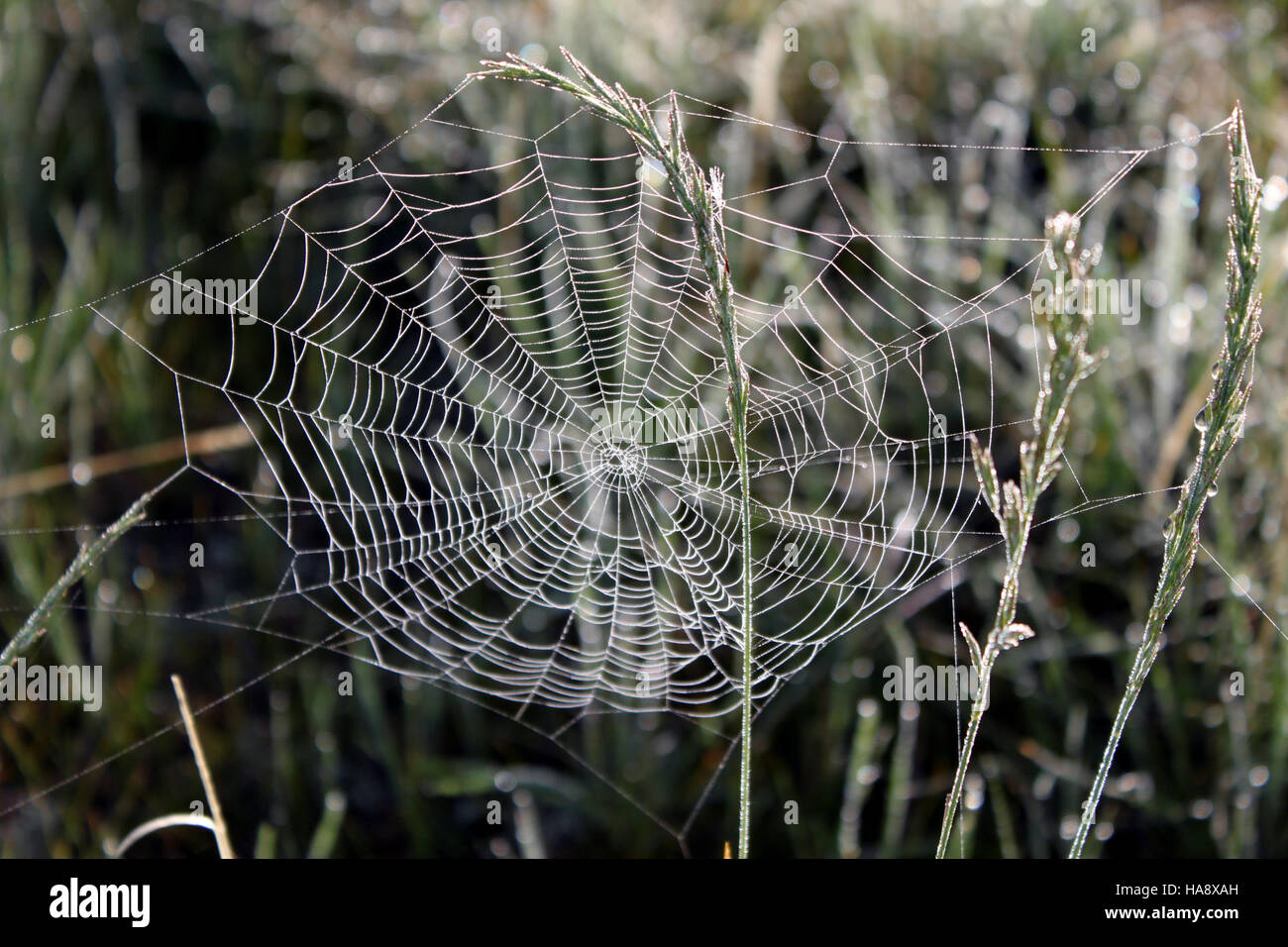 usfwsmtnprairie 18444269904 Spider Web at Mortenson Lake National ...