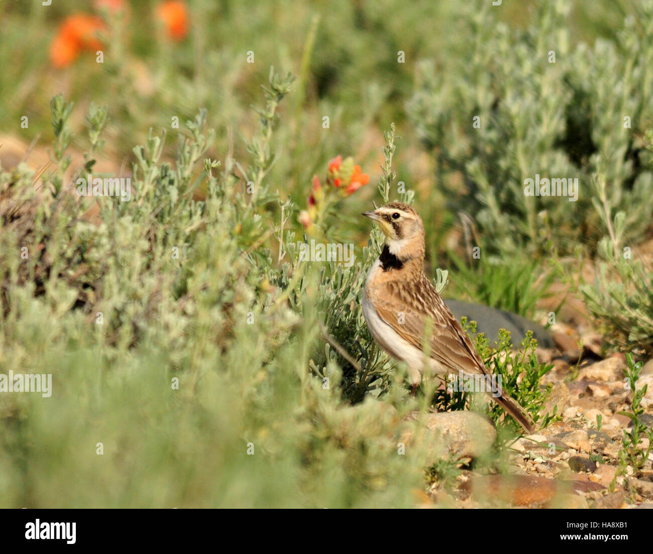 usfwsmtnprairie 18498828382 Horned Lark Seedskadee NWR Stock Photo - Alamy