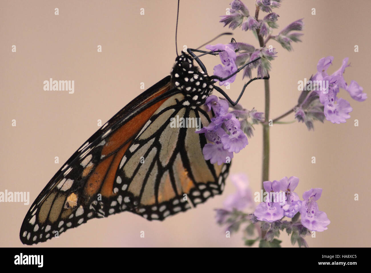 The U.S. Fish and Wildlife Service's Mountain-Prairie Region highlights ...