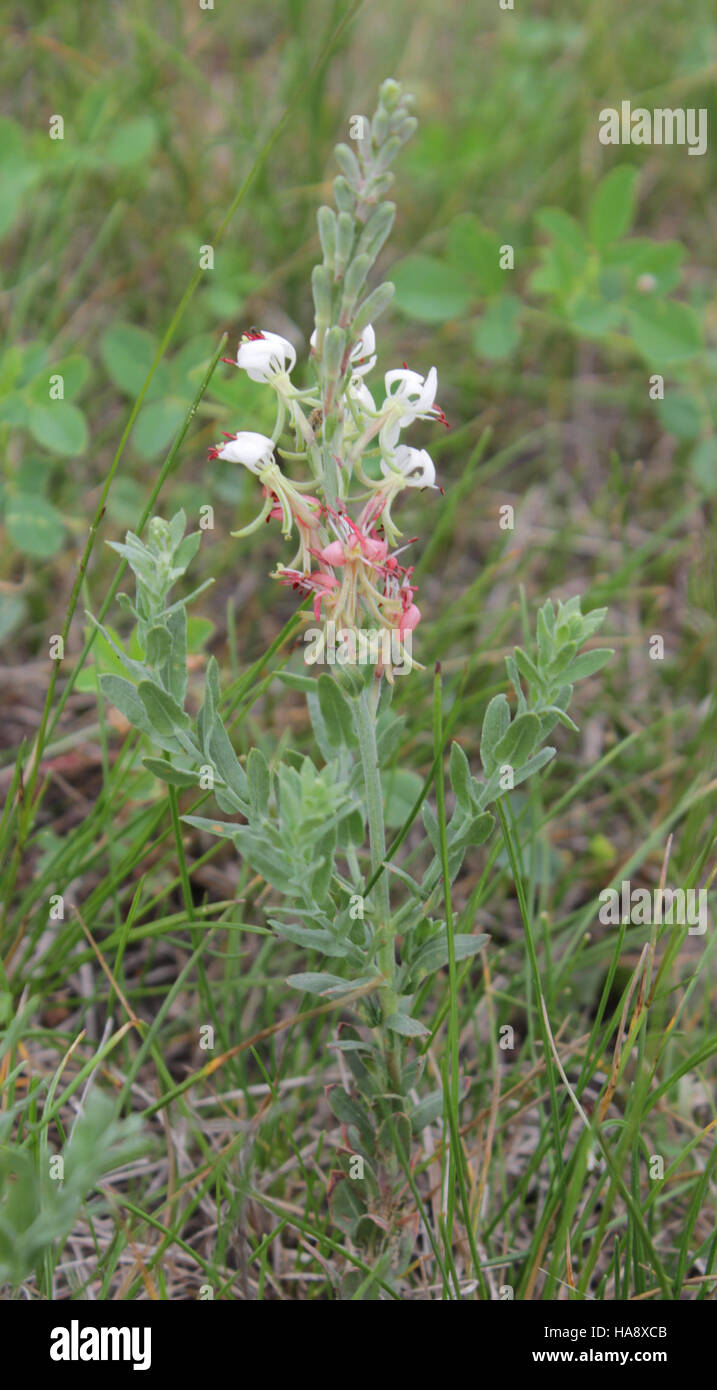 Scarlet gaura hi-res stock photography and images - Alamy