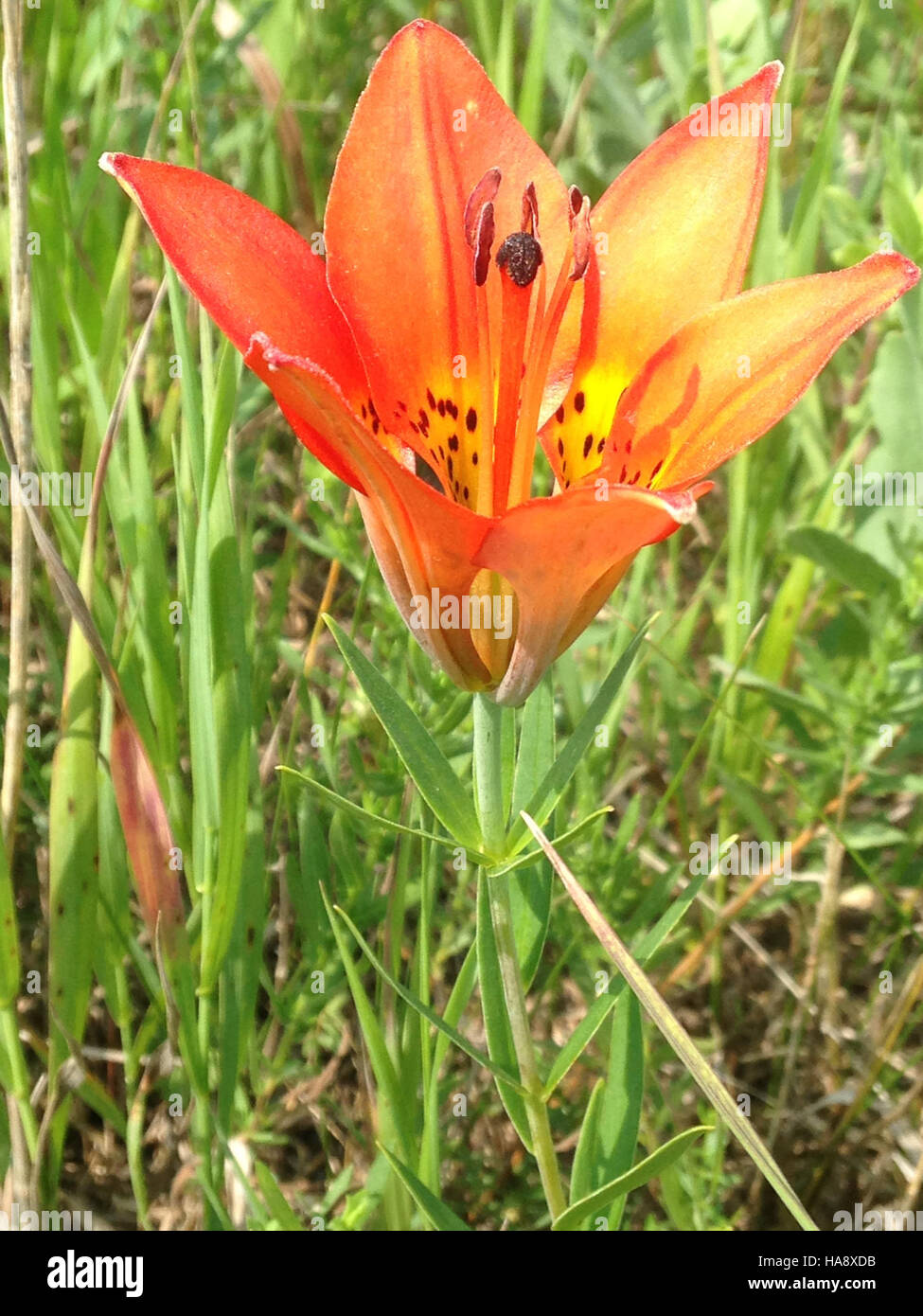 The Wood Lily, a native flower found in national parks, blooms ...
