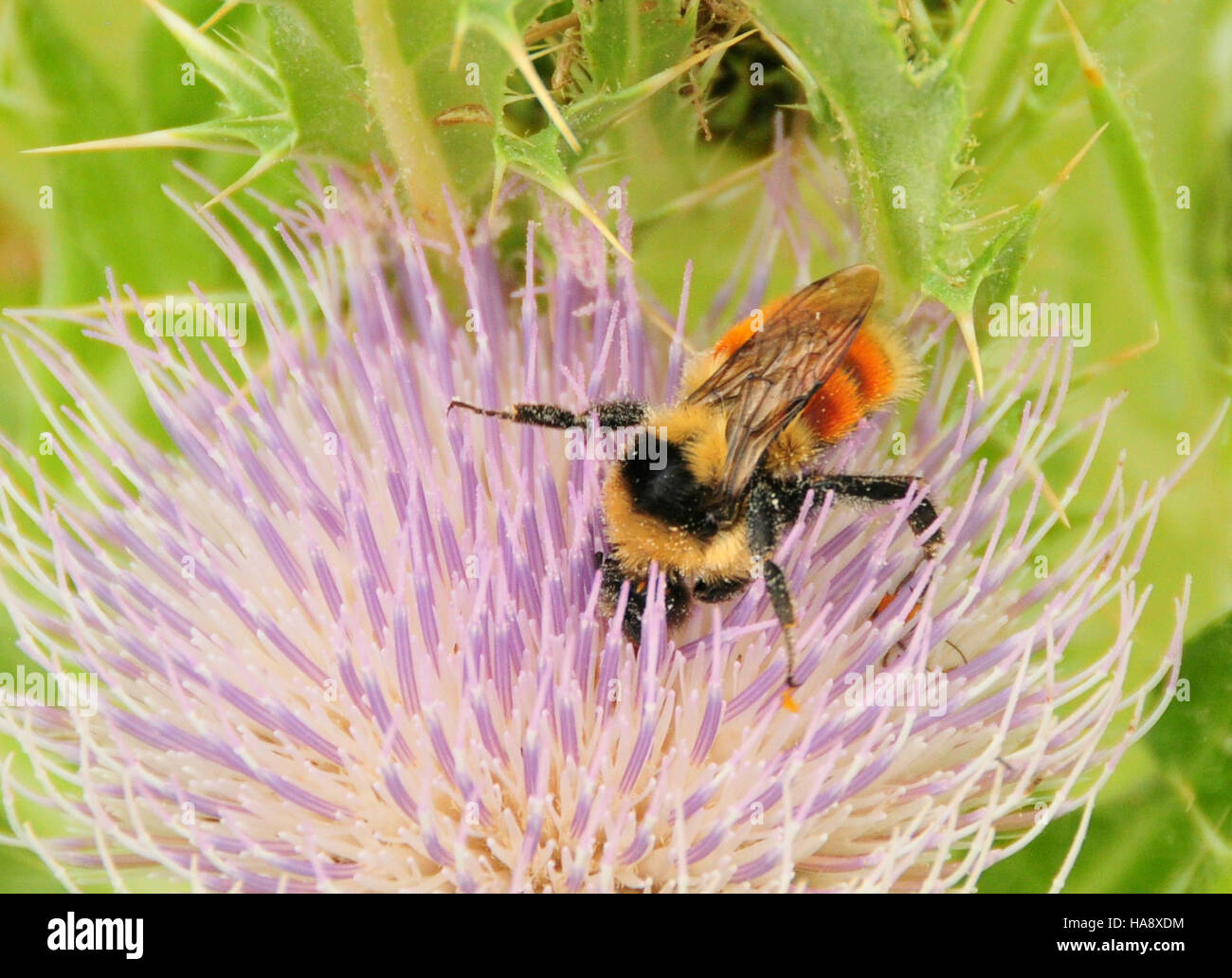 Hunt's Bumble Bee (Bombus huntii) is photographed feeding on Elk ...