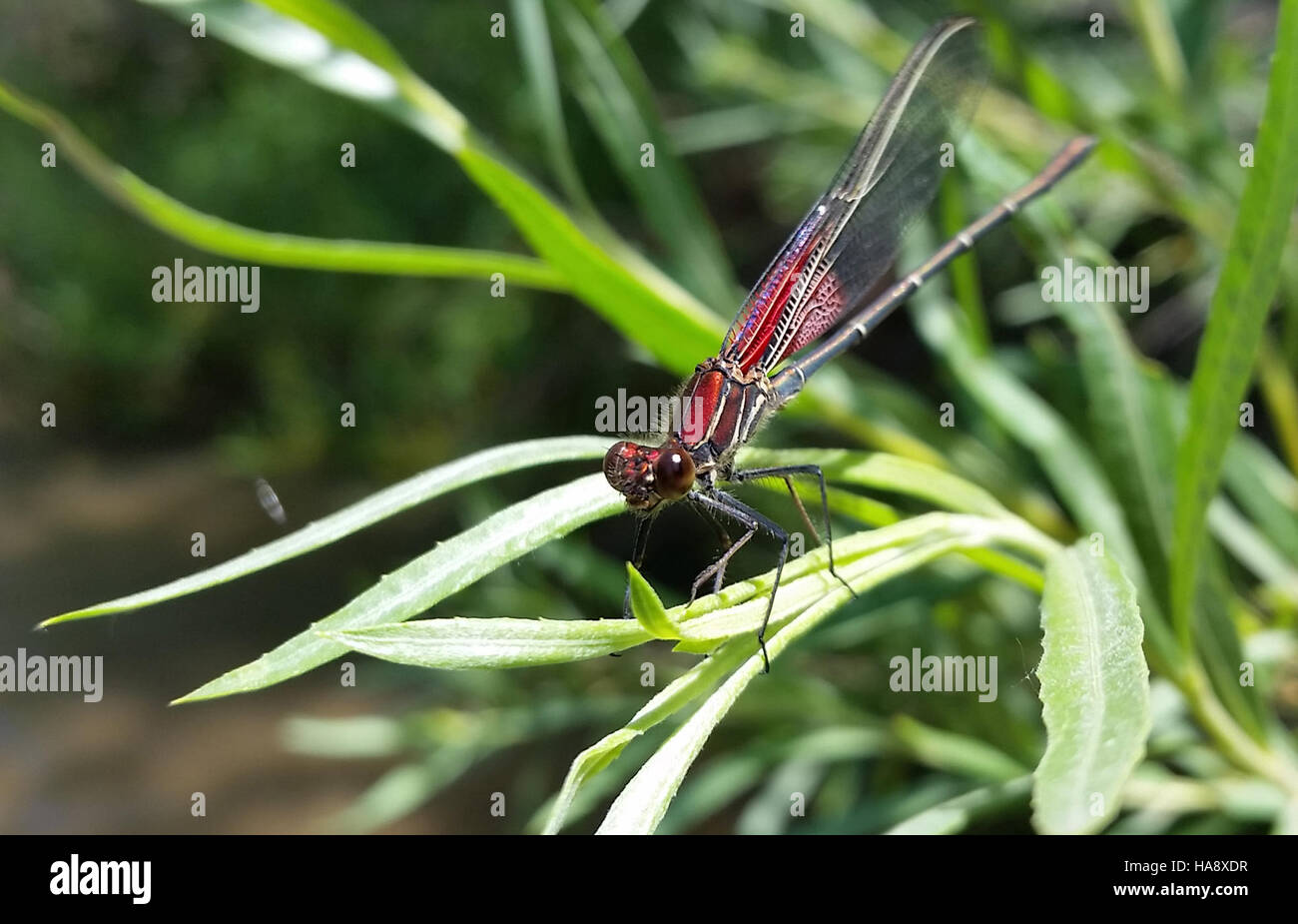 American ruby spot damselfly hi-res stock photography and images - Alamy