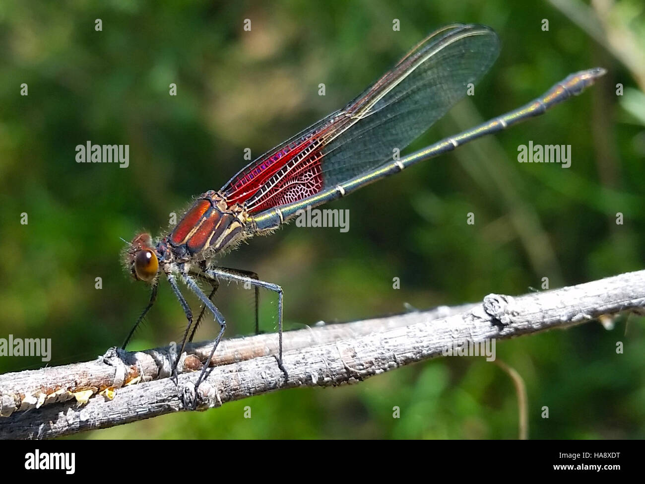 American ruby spot damselfly hi-res stock photography and images - Alamy