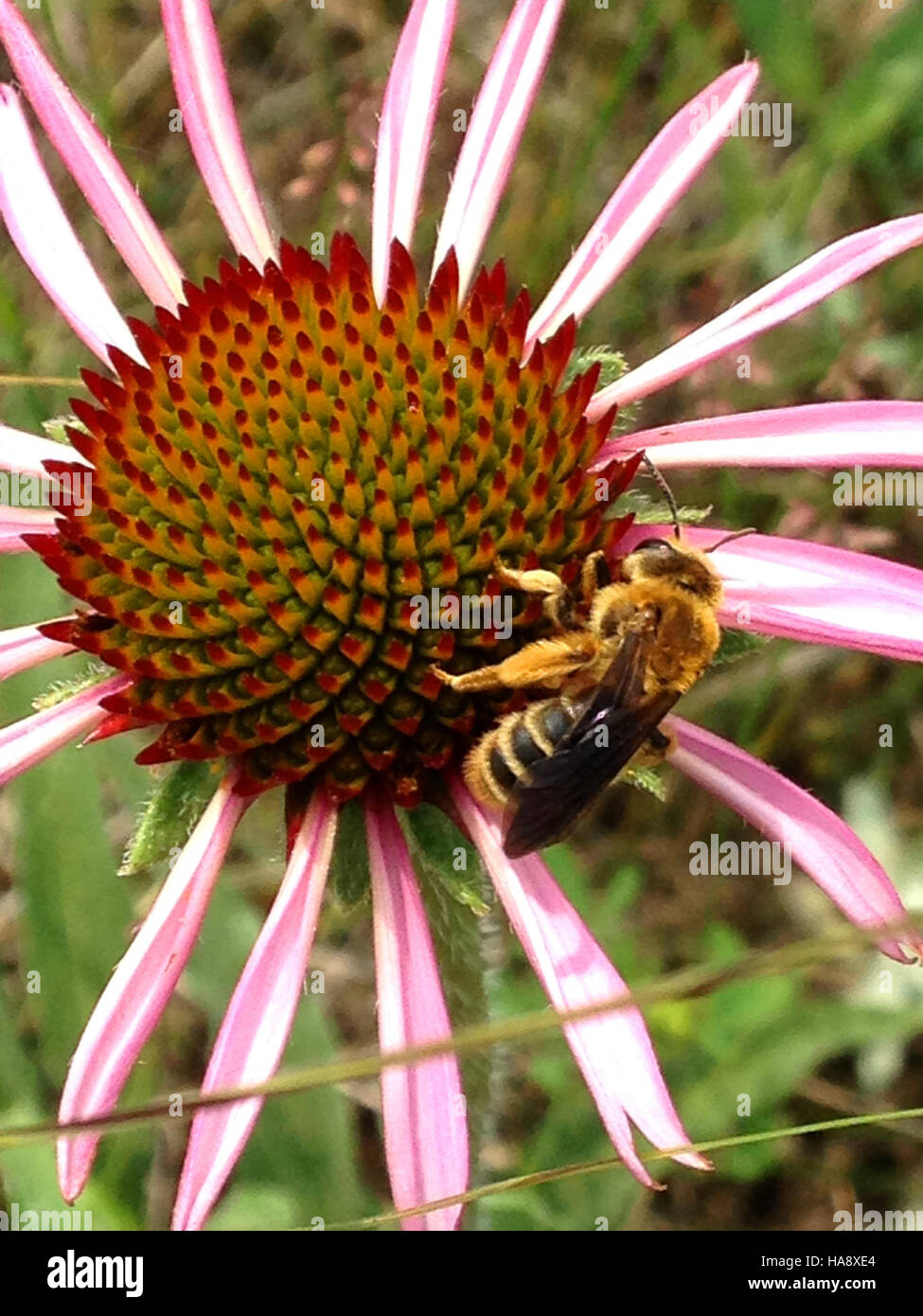 The Purple Coneflower, a native flowering plant, attracts pollinators ...