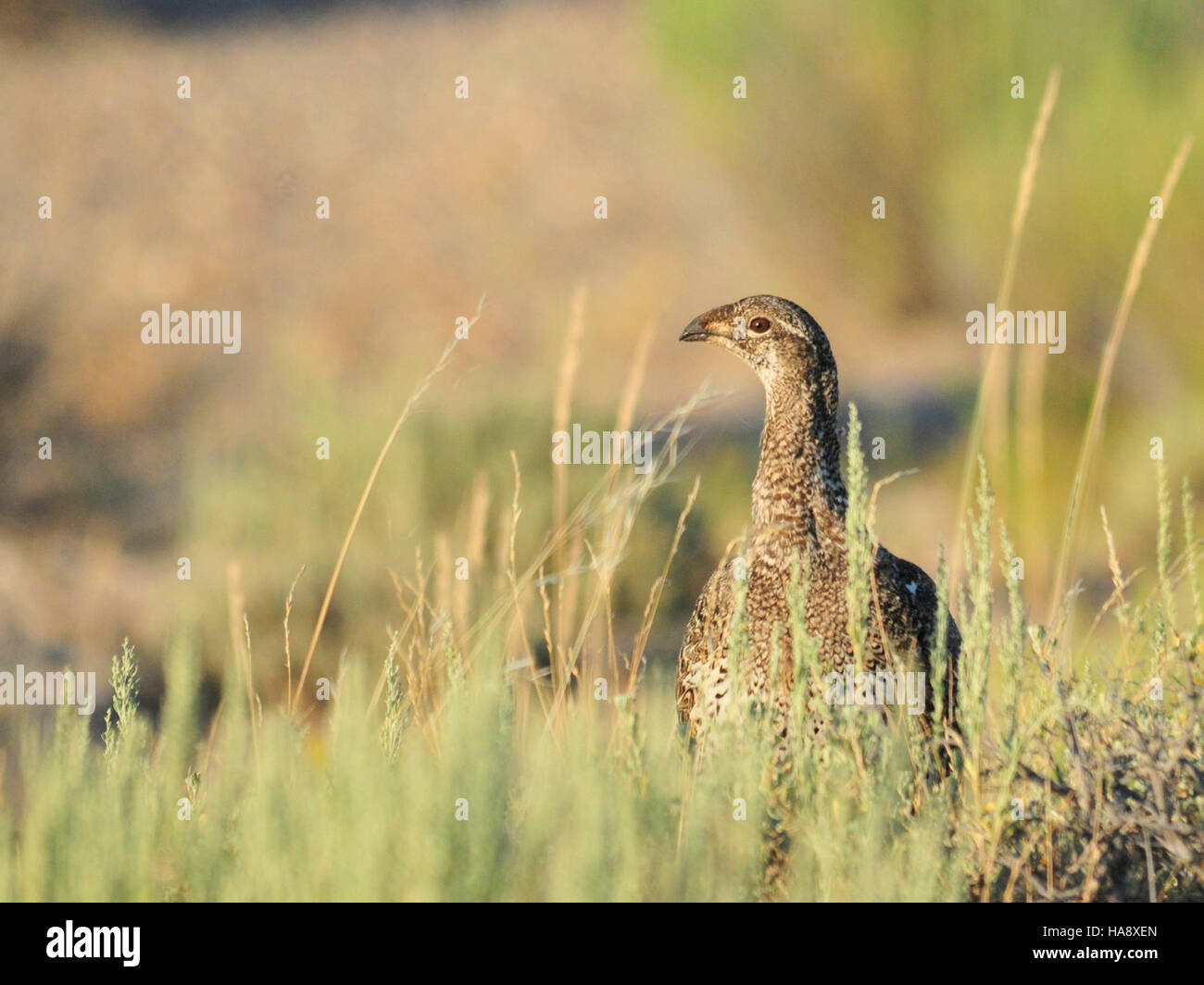Greater Sage-Grouse, an iconic species of the American West, is ...